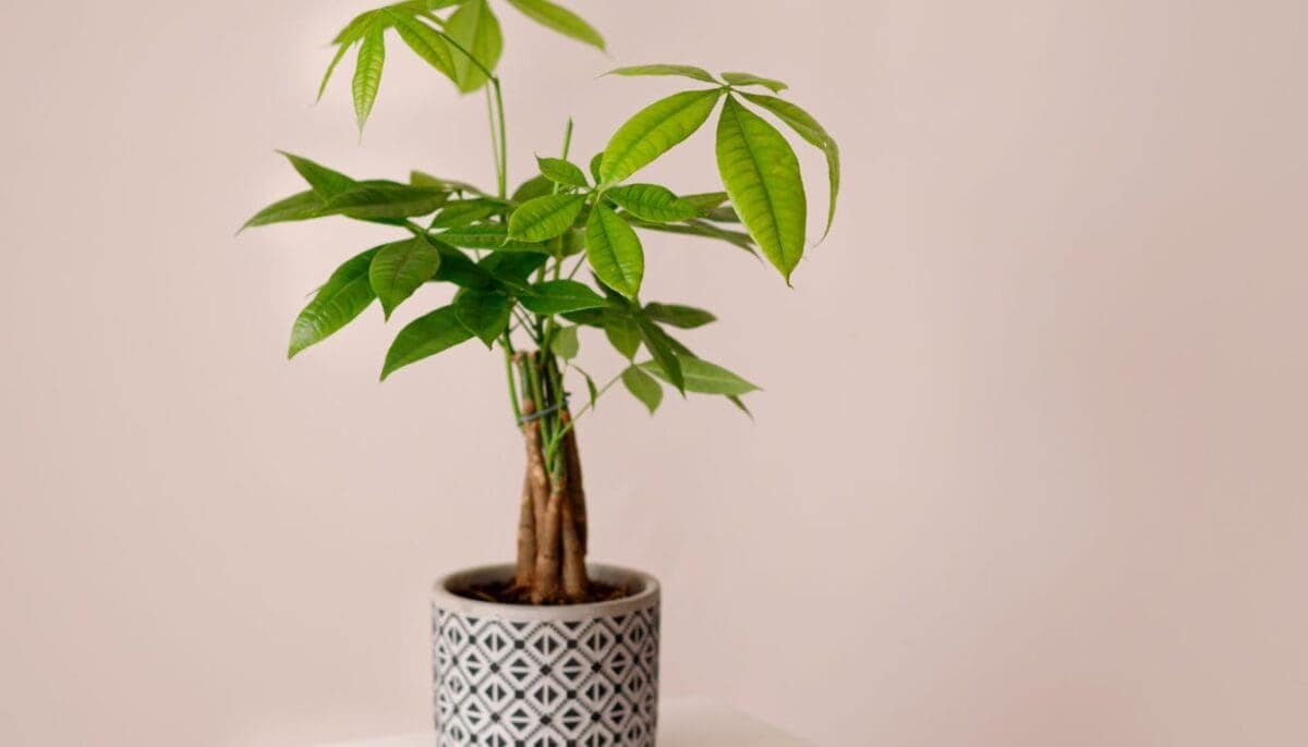 Money Tree Too Tall And Leggy? 5 Causes+Easy Fix! » Simplify Plants