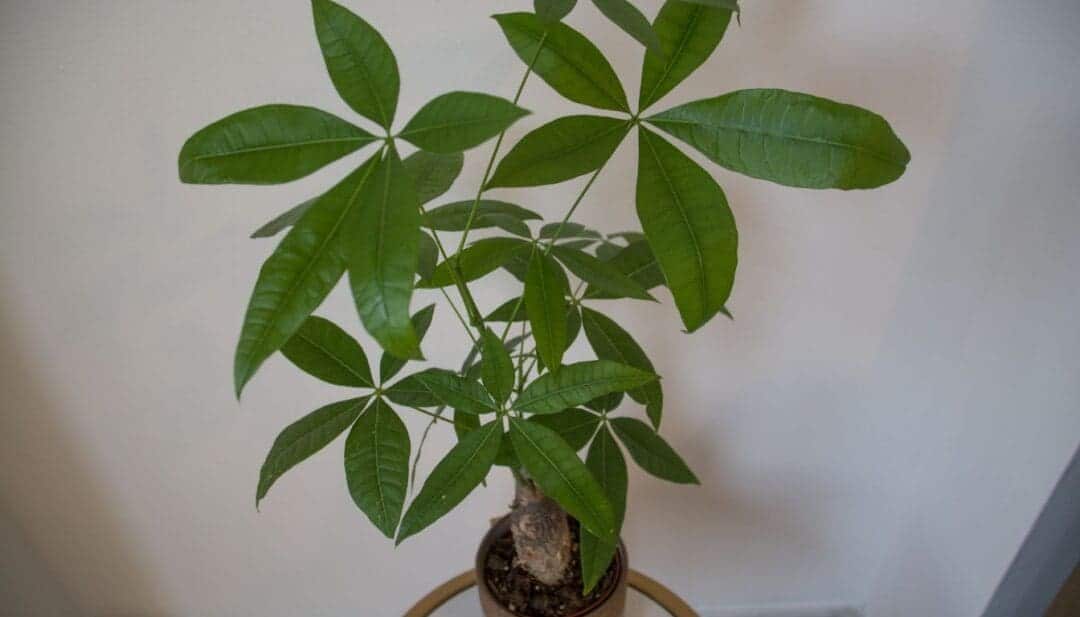 Money Tree Trunk Soft? 6 Causes & Easy Fix! » Simplify Plants