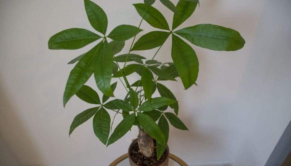 Save A Dying Money Tree: 6 Problems & Easy Fix! » Simplify Plants