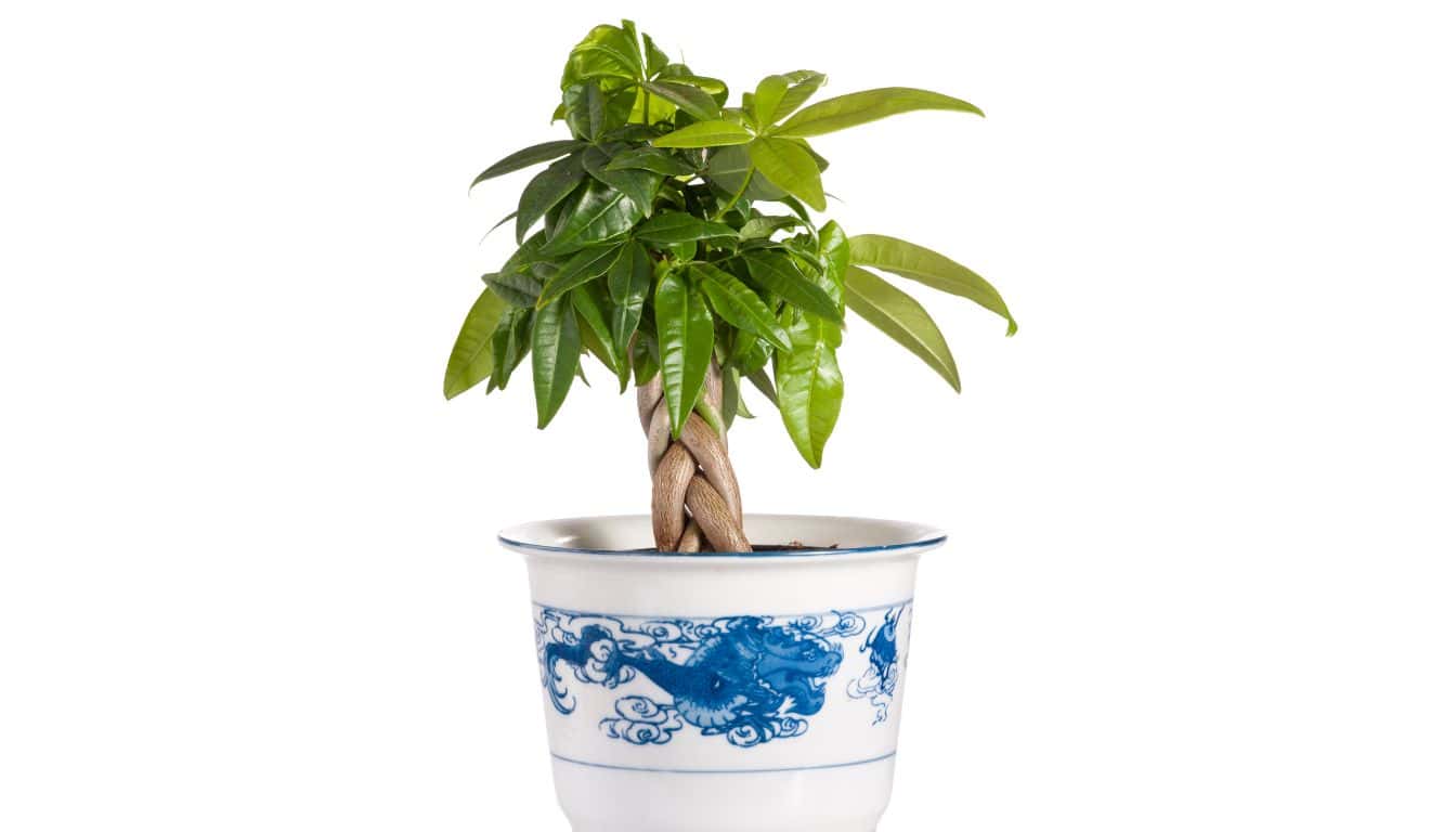 Pot For Money Tree(Pachira Aquatica): Pot Size, Type Of Pot & More ...