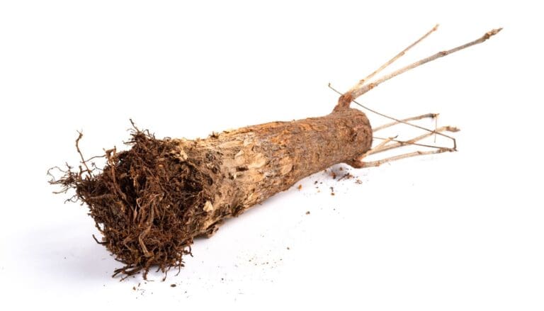 Money Tree Leaves Turning White? 9 Causes & Easy Fix! » Simplify Plants