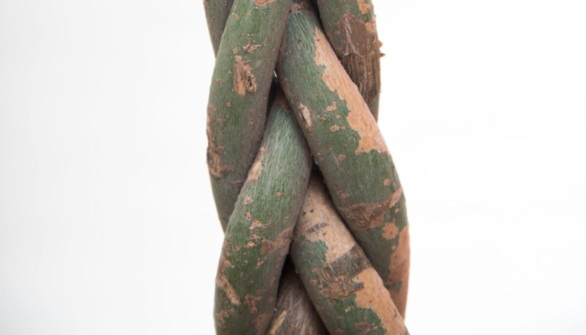 Braiding Money Trees: When & How To Guide » Simplify Plants