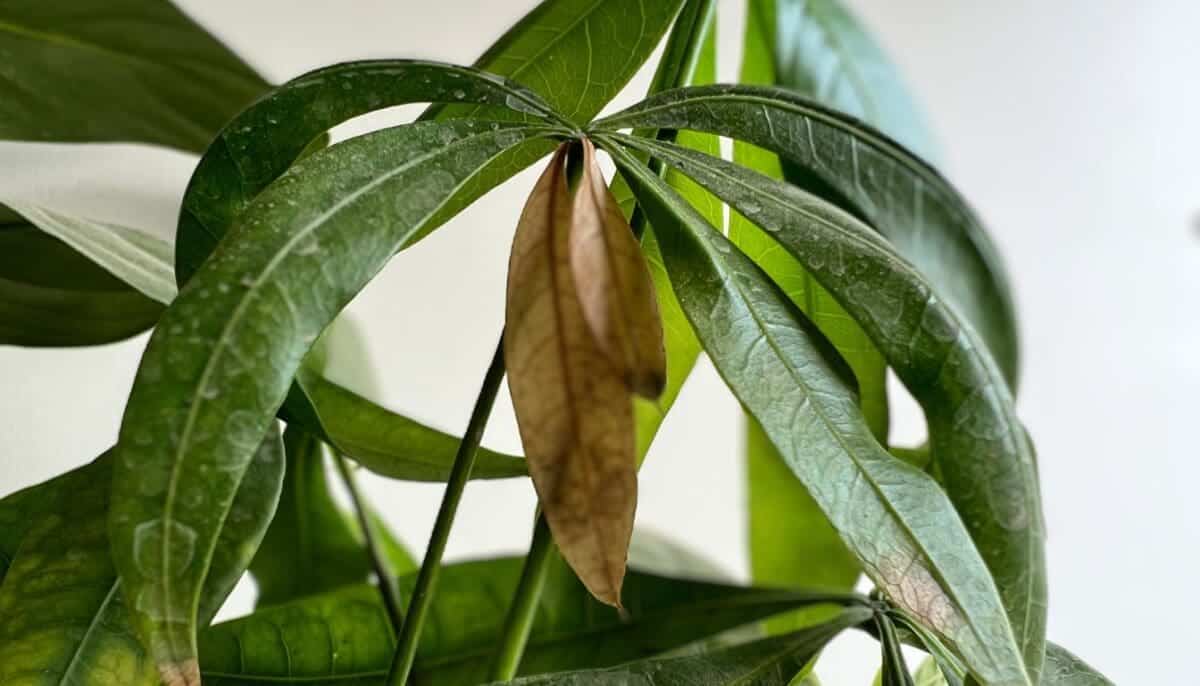 Money Tree Leaves Turning Brown? 8 Causes & Easy Fix! » Simplify Plants