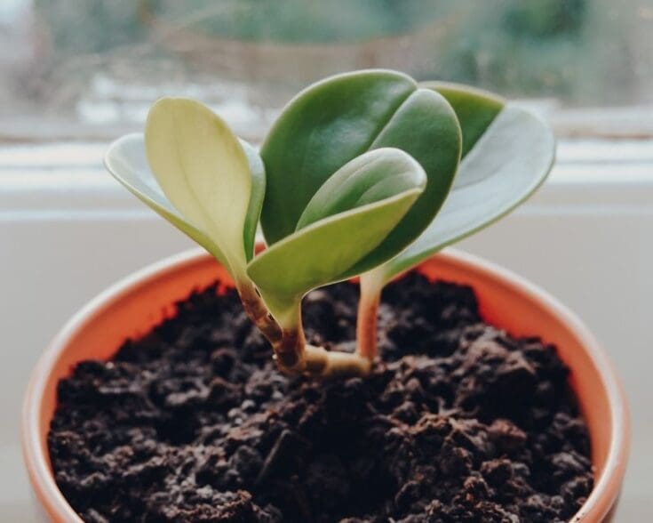How To Propagate Peperomia Plant? (A Step-By-Step Guide) » Simplify Plants