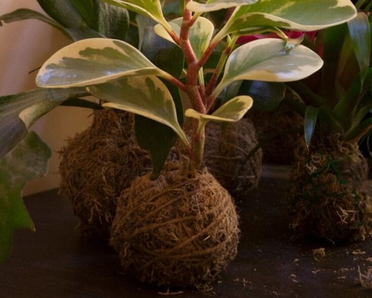 How To Propagate Peperomia Plant? (A Step-By-Step Guide) » Simplify Plants