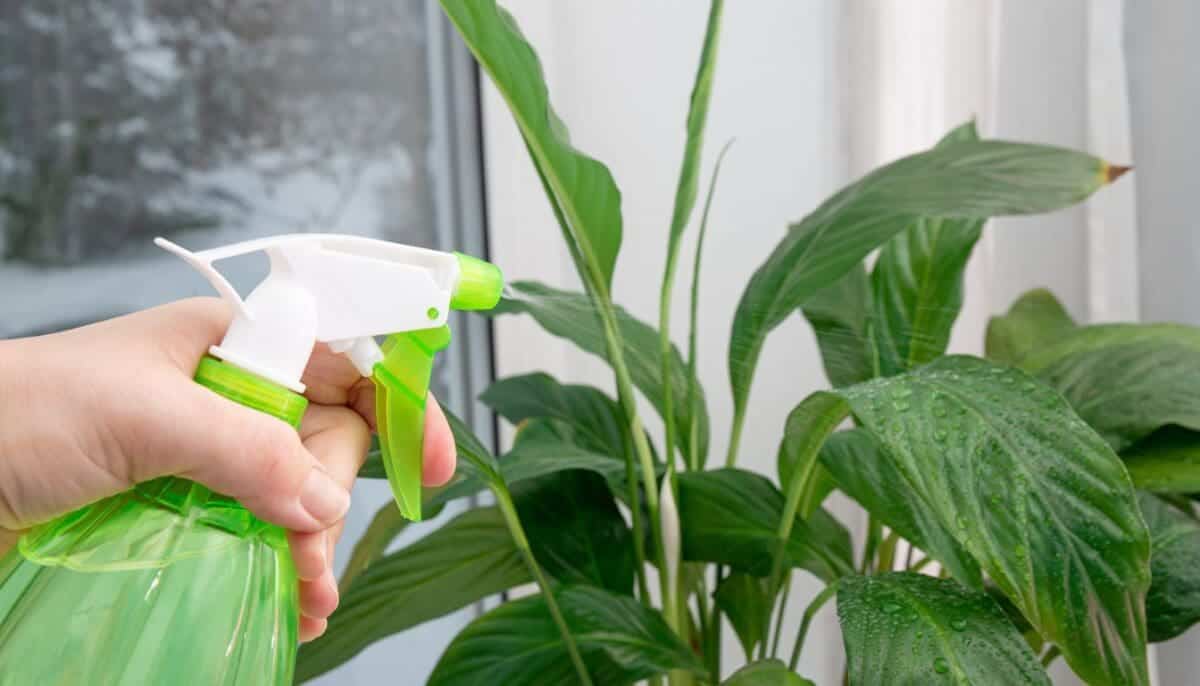 Do Peace Lilies Need Misting? (+Ideal Humidity) » Simplify Plants
