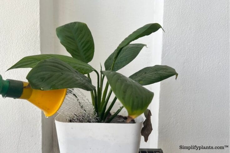 Can Peace Lily Grow Outside? (+How To Care For Them Outdoors ...