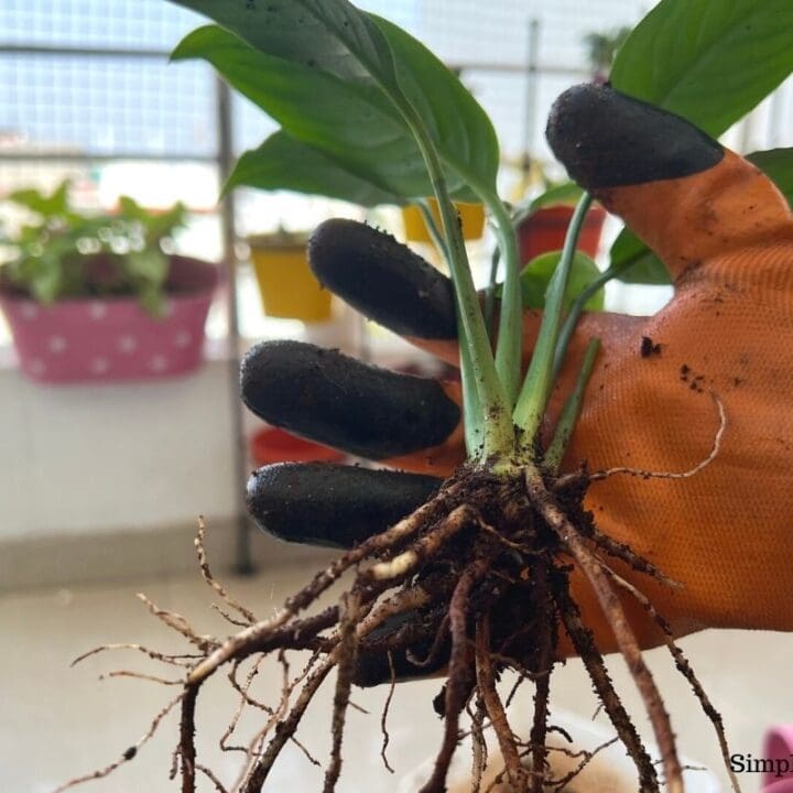 How To Treat Root Rot In Peace Lily? (Signs, Identification & More ...