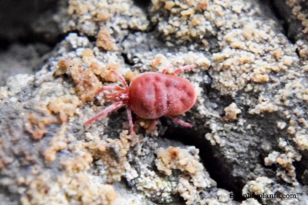 How To Get Rid Of Soil Mites In Indoor Plants? (Identification, Causes ...