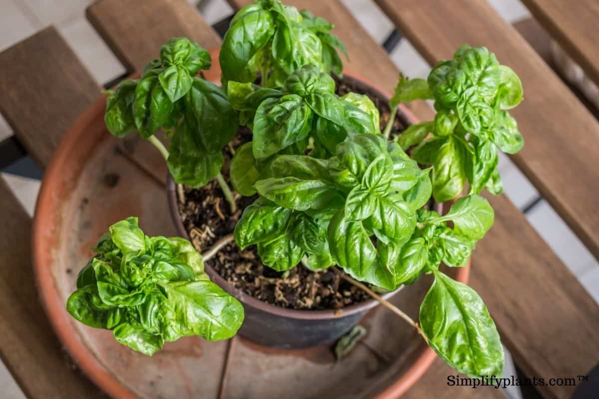 25 Best Plants For Your Kitchen » Simplify Plants