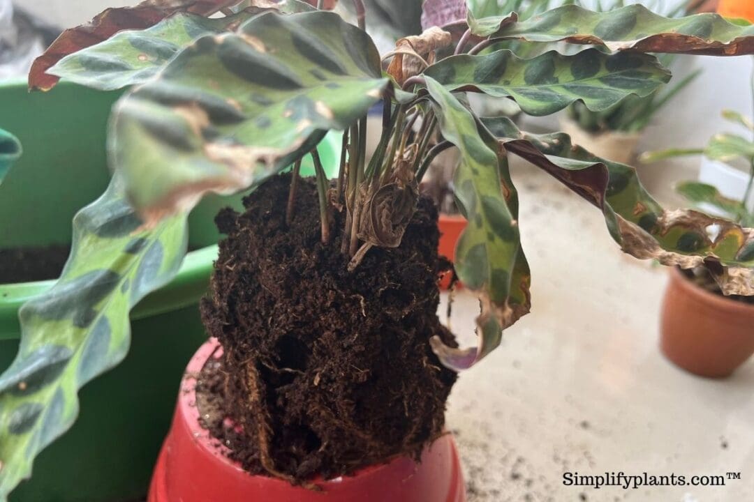When To Repot Calathea? (+Step-By-Step Guide) » Simplify Plants