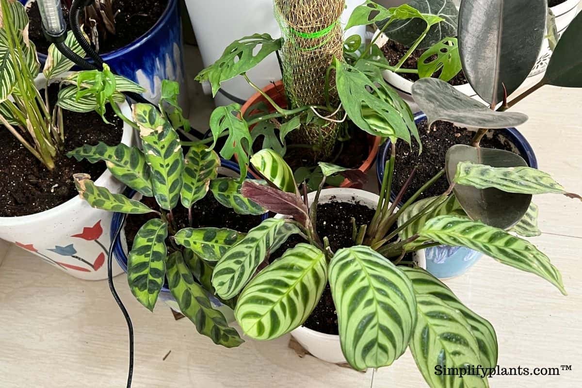 When To Repot Calathea? (+Step-By-Step Guide) » Simplify Plants
