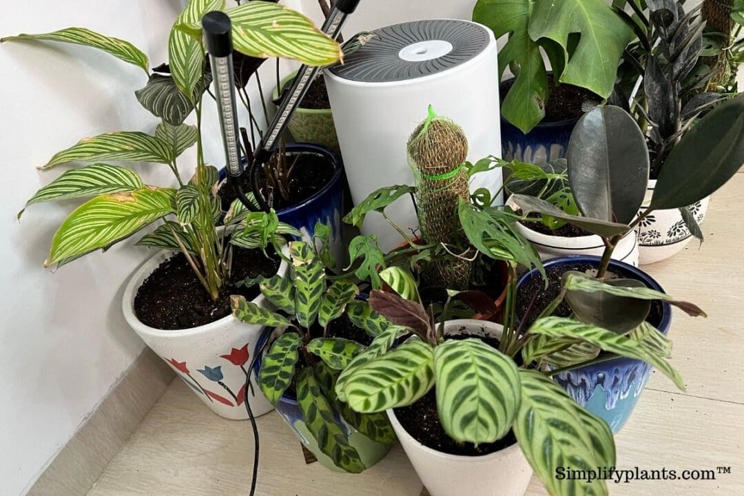 How To Care For Calathea Plant? (Complete Care Guide) » Simplify Plants