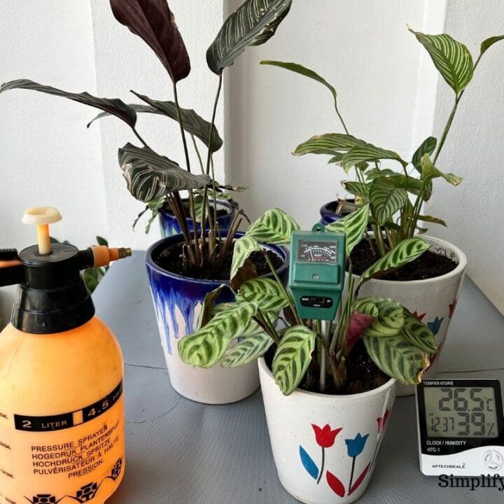What Kind Of Pot Is Best For Calathea? (Pot Size, Type, & More ...
