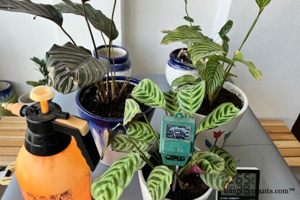 How To Care For Calathea Plant? (Complete Care Guide) » Simplify Plants