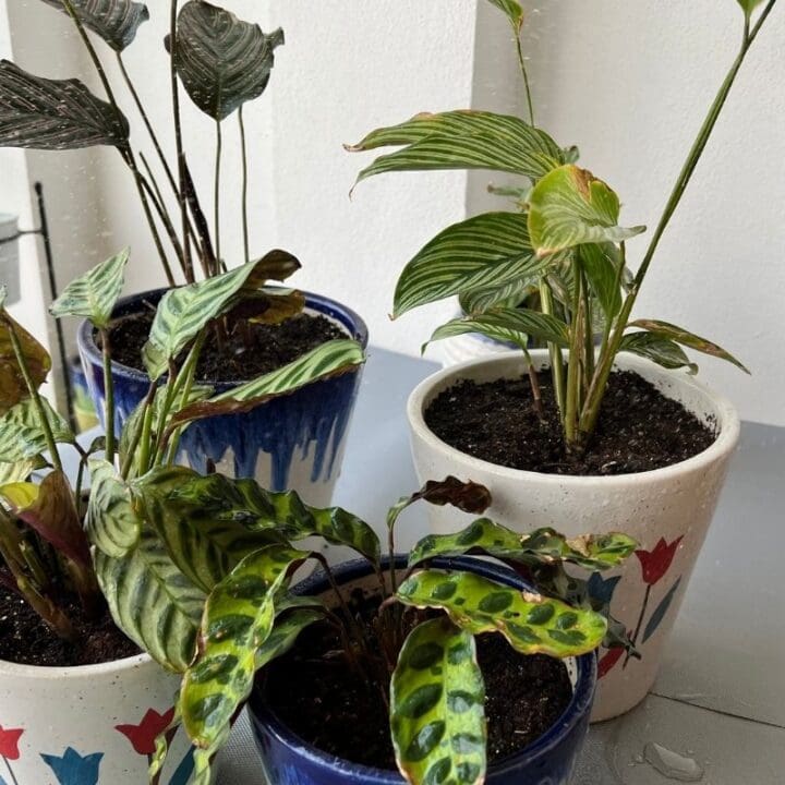 Can I Put My Calathea Outside? (Crucial Points To Remember) – Simplify ...
