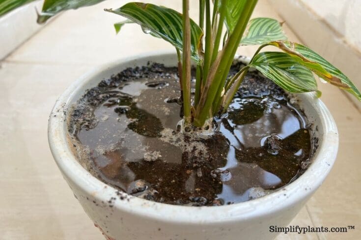Why Is My Calathea Drooping? (Causes+How To Fix) » Simplify Plants