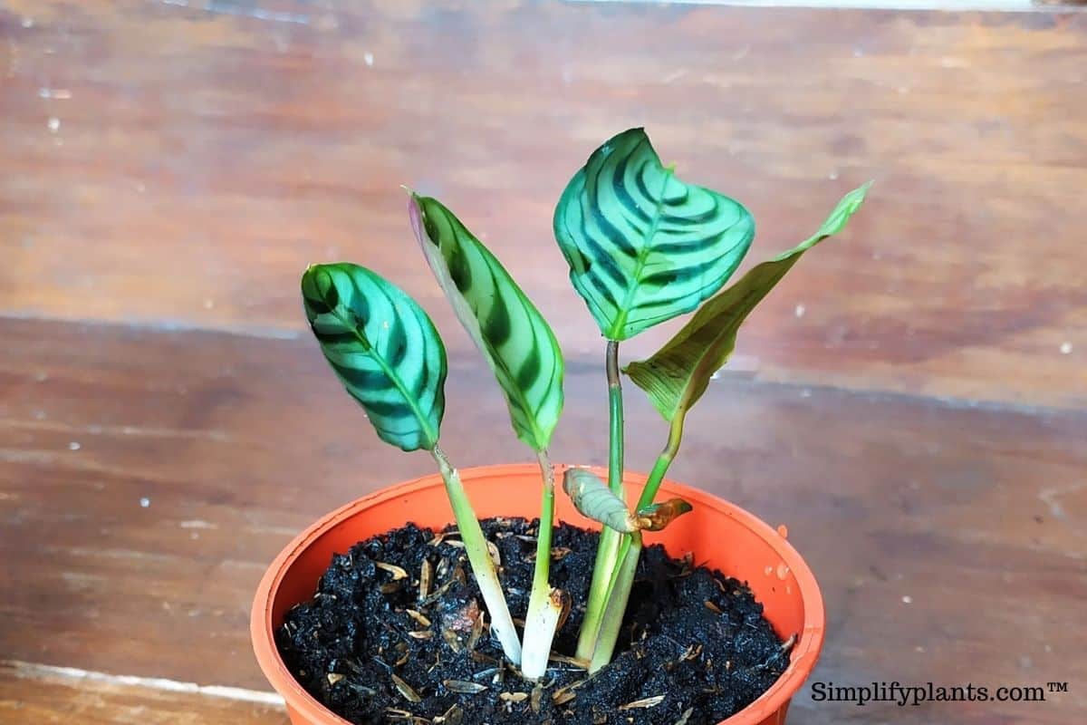 How To Propagate Calathea? (Best Time+Steps To Follow) » Simplify Plants