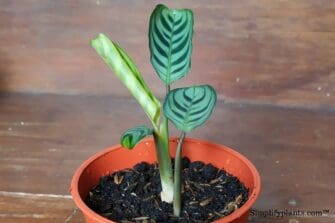 Do Calathea Like To Be Root Bound? (+When To Repot) » Simplify Plants