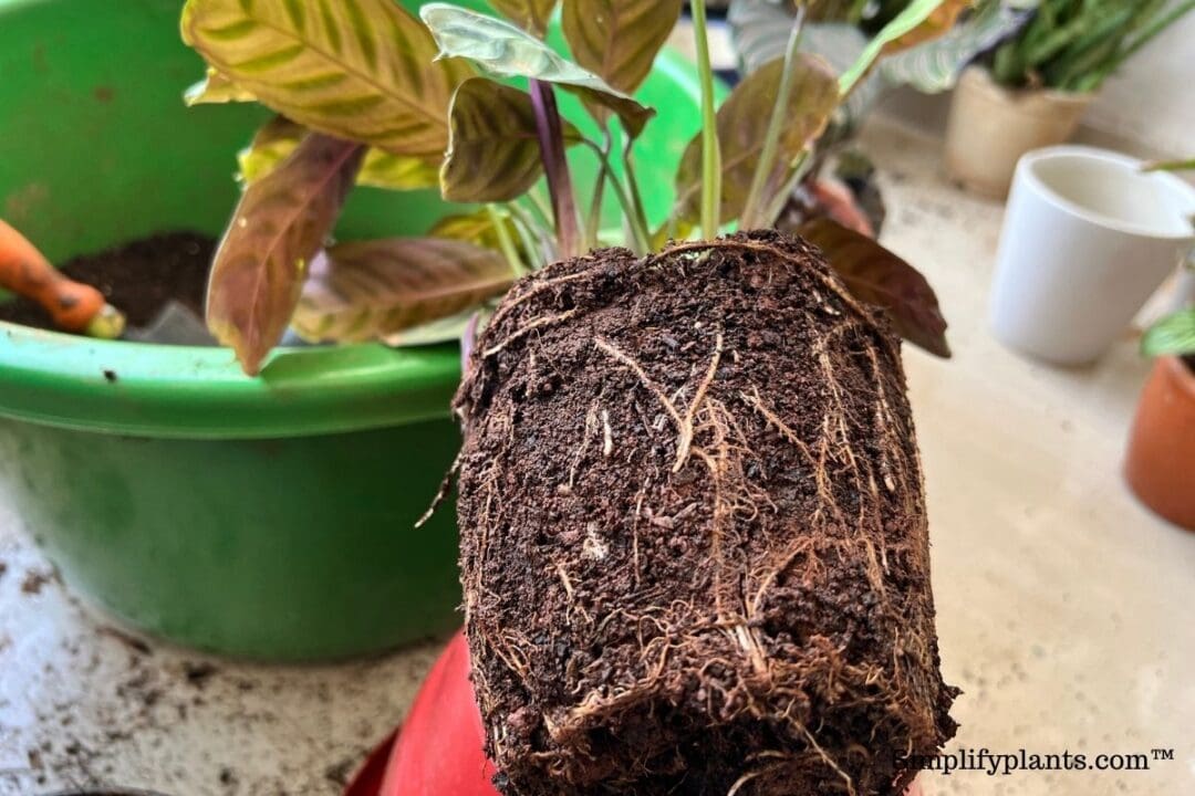 How To Save Calathea From Root Rot? (Early Signs, Causes & Solution ...
