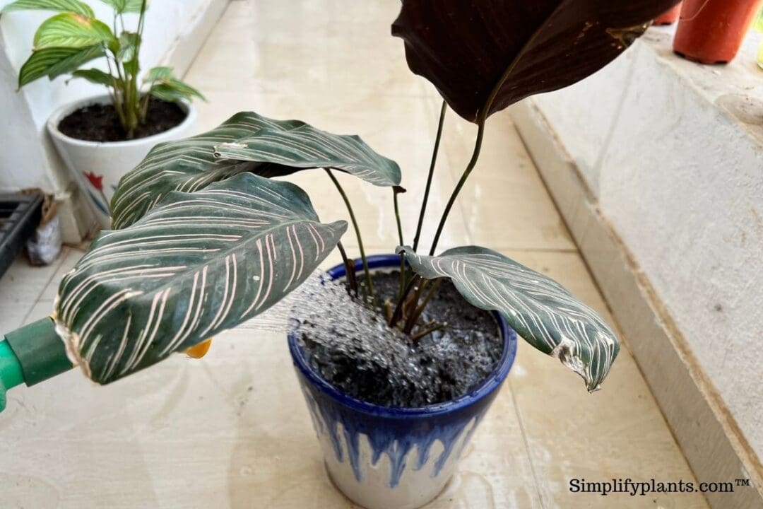 How Often To Water Calathea? (A Complete Calathea Watering Guide ...