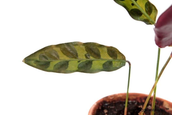 How To Save Calathea From Root Rot? (Early Signs, Causes & Solution ...