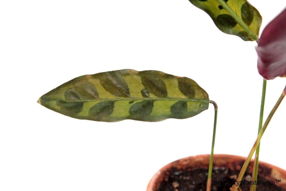 How To Save Calathea From Root Rot? (Early Signs, Causes & Solution ...