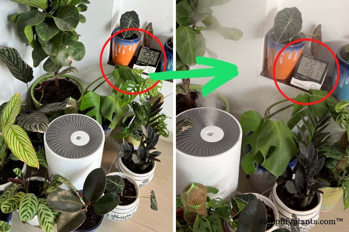 11 Ways To Increase Humidity Indoors For Plants » Simplify Plants
