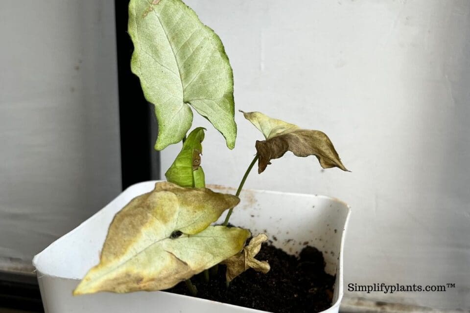 4 Signs Your Houseplant Is Too Cold And How To Help It Thrive ...