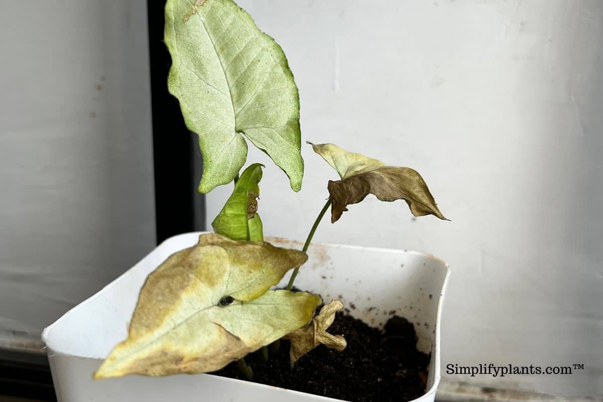 Can Houseplants Recover From Cold Damage? » Simplify Plants