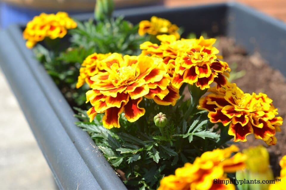 21 Beautiful Flowers For Small Balcony Gardens » Simplify Plants