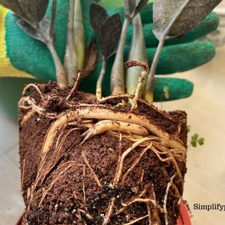 How To Fix A Root Bound Houseplant? (+Signs, Causes) – Simplify Plants