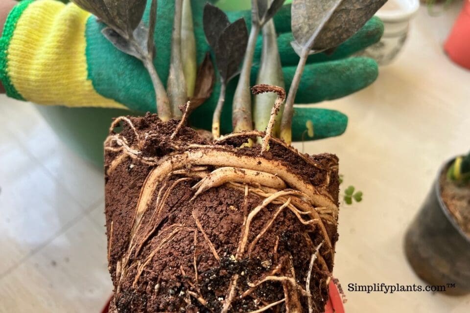 How To Fix A Root Bound Houseplant? (+Signs, Causes) » Simplify Plants