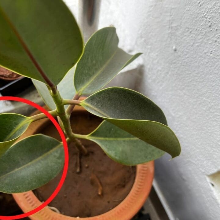 Why Are My Indoor Plants Leaves Curling? (Identify Problem+Fix ...