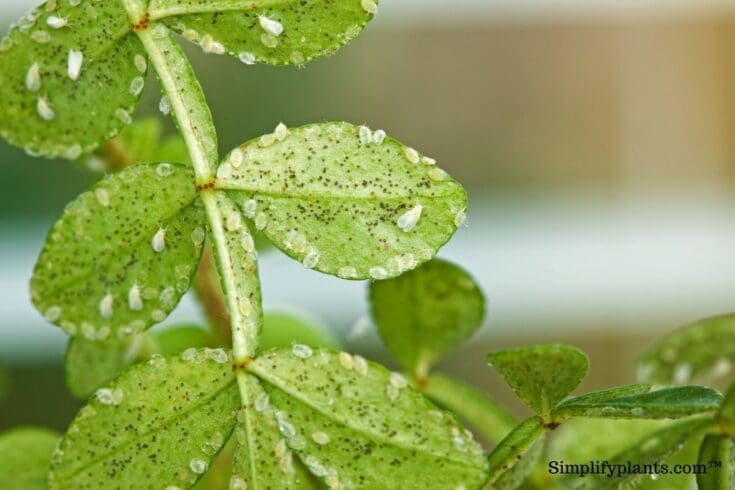 Why Is My English Ivy Sticky? (Causes+How To Fix) » Simplify Plants