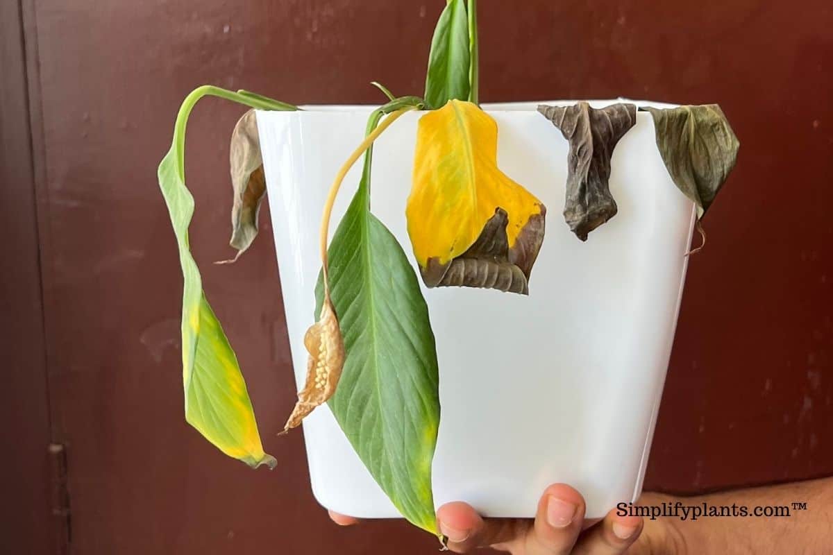 Indoor Plant Leaves Shriveling? (Causes+How To Fix) » Simplify Plants