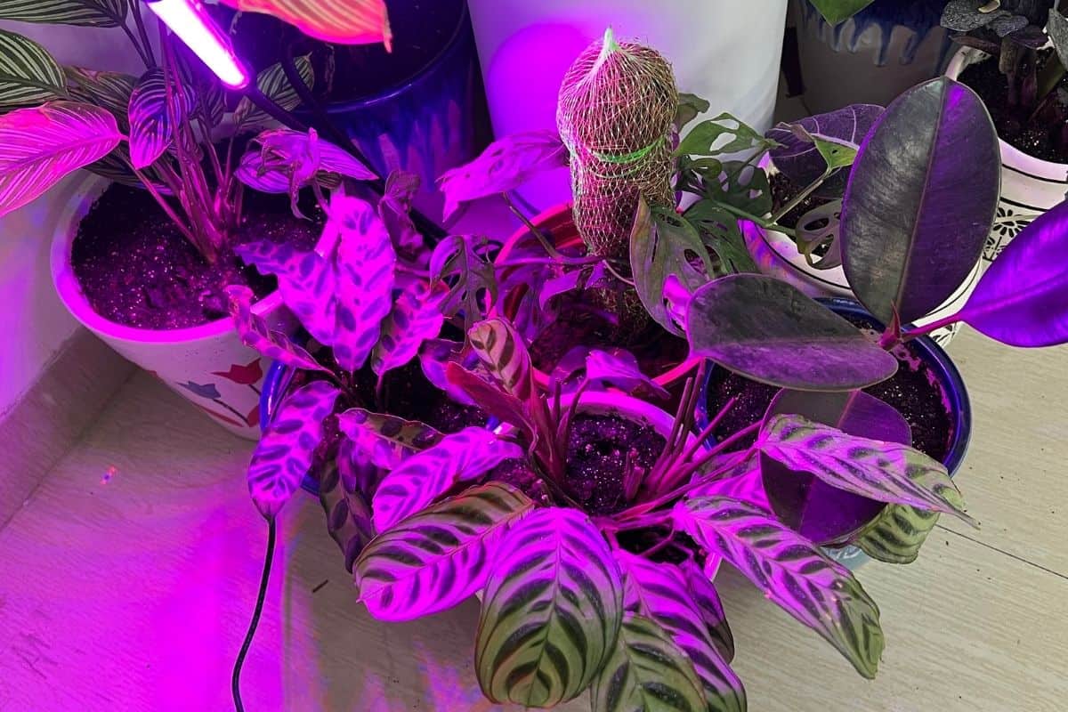 12 Care Tips For Calathea Plant (Don't Miss No.7) » Simplify Plants