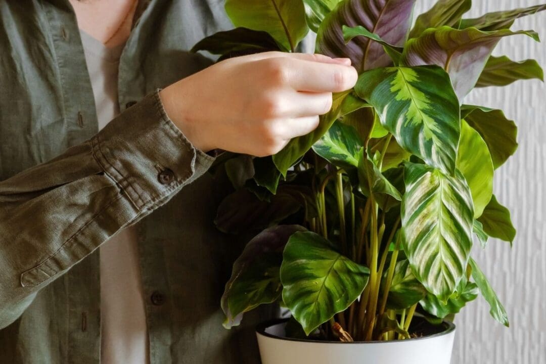 Why Are My Calathea Leaves Sticky? (Causes+How To Fix) » Simplify Plants