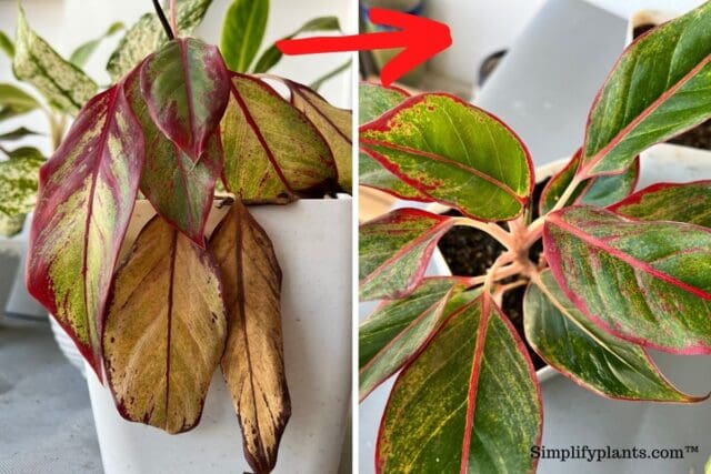 12 Reasons Why Your Chinese Evergreen Is Drooping » Simplify Plants