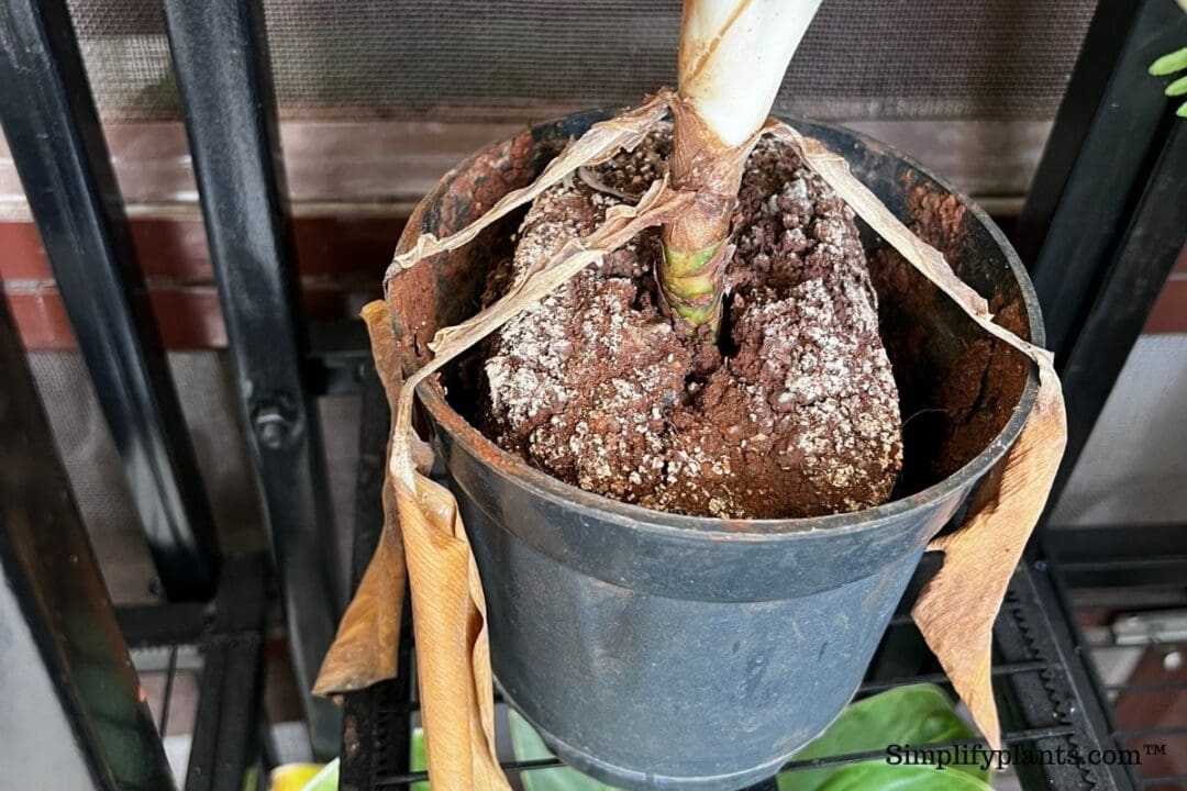 9 Signs Of Over-Fertilized Plants (+How To Fix It) » Simplify Plants