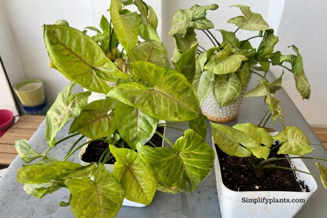 Is Arrowhead Plant Poisonous? (Cats, Dogs And Small Animals) » Simplify ...