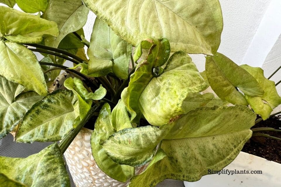 Where To Place A Monstera Plant? (Tips & Factors Deciding Placement ...