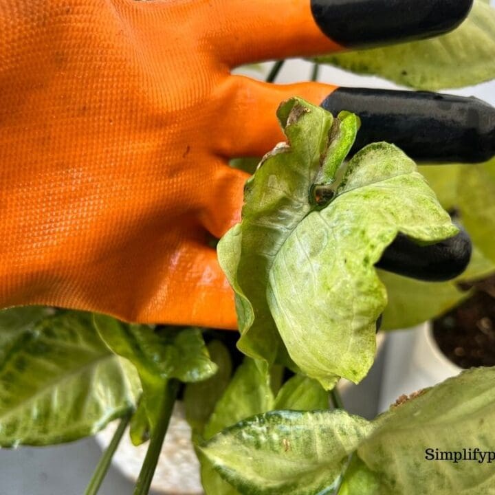Why Is My Arrowhead Plant Curling? (Possible Problem+Fix) – Simplify Plants