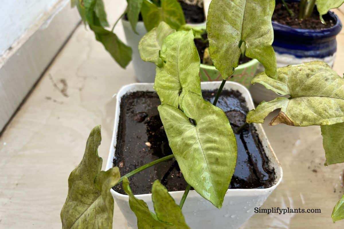 10 Ways To Dry Out Overwatered Soil (That Actually Works) » Simplify Plants