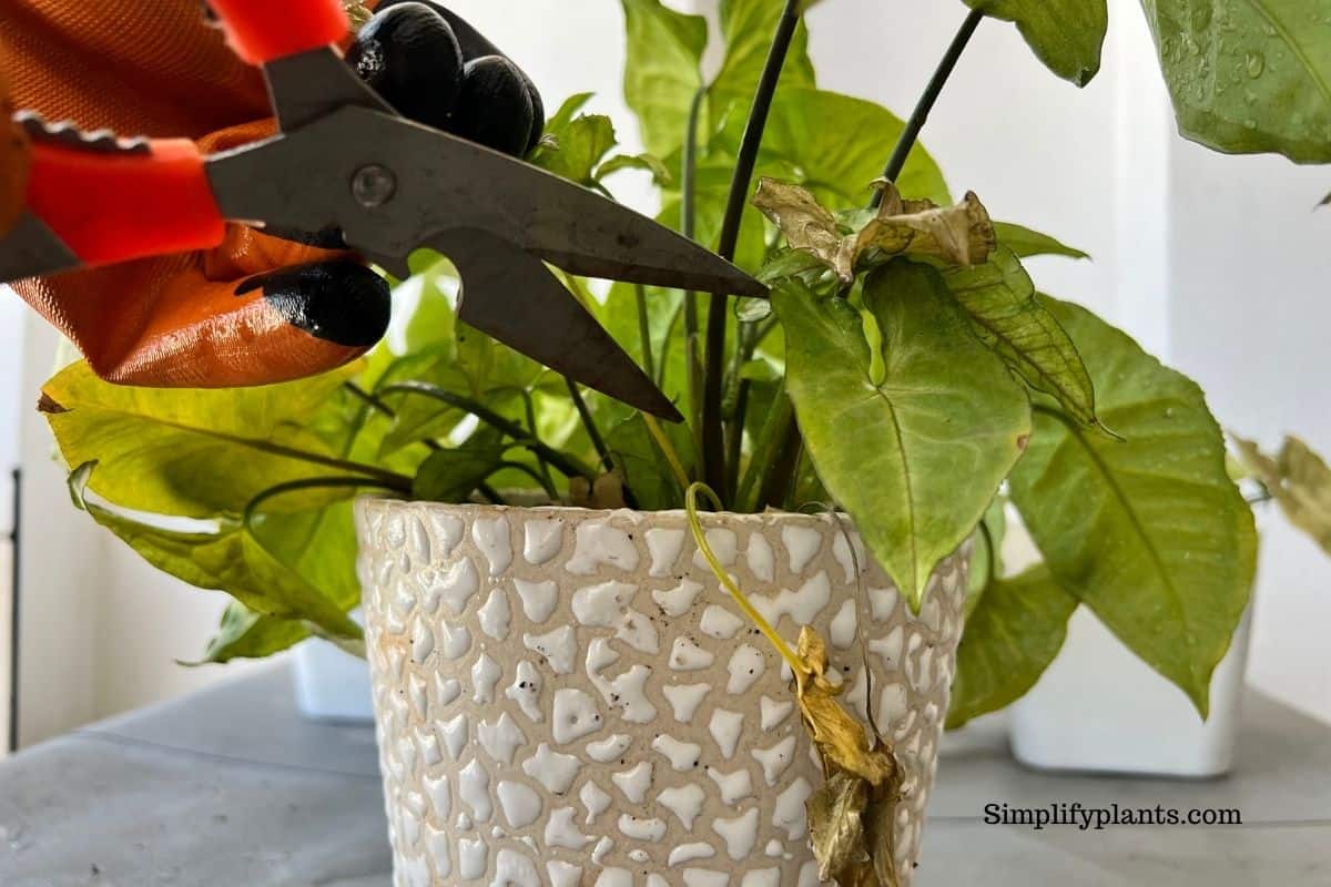 How To Propagate Arrowhead Plant? (2 Ways+A Step-by-Step Guide ...