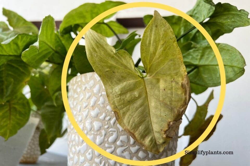 How To Water Arrowhead Plant? (How Often+Summer & Winter) » Simplify Plants