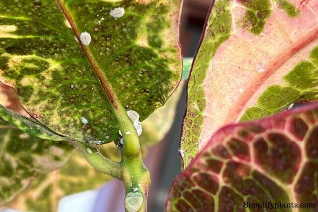 Why Are My Croton Leaves Turning Brown? (Causes+How To Fix) » Simplify ...