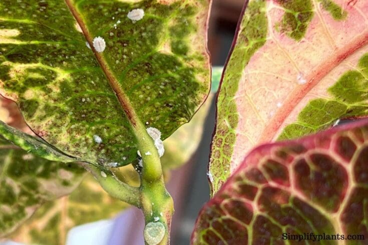 How Do I Get Rid Of Bugs In My Croton Plant? (Common Bugs+Fix ...