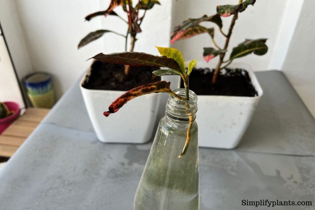 How To Propagate Croton Plant? (A Step-by-Step Guide) » Simplify Plants