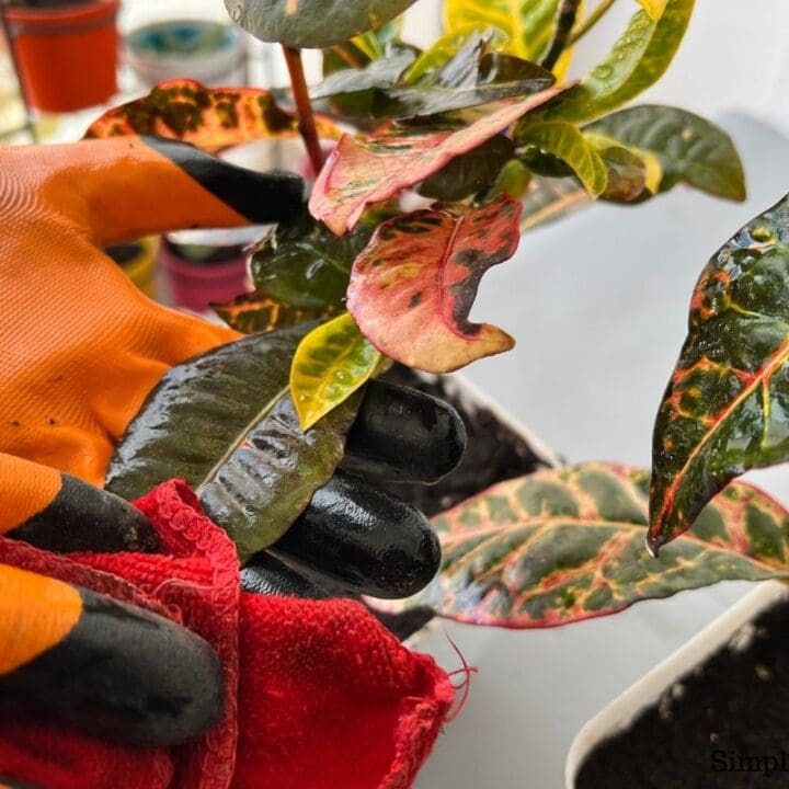 Croton » Simplify Plants